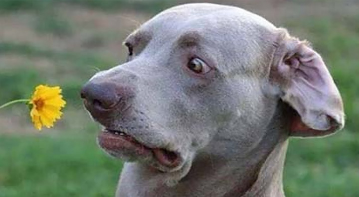 10 Hilarious Photos of animals - We Have The News